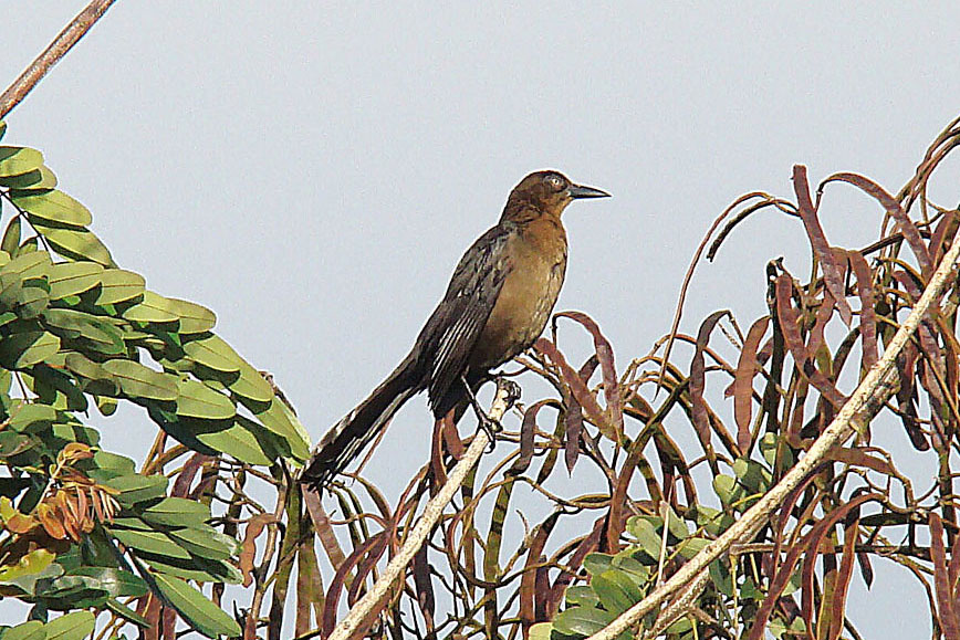 Vacaciones a Caballo en Nicaragua - Explora Lagos, Volcanes y Playas a ...
